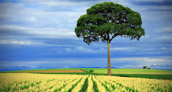 Single Tree in field - Leadership Vision